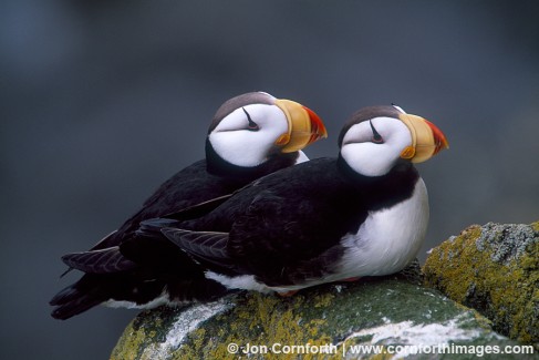 Horned Puffin Couple 1 Photo, Picture, Print | Cornforth Images