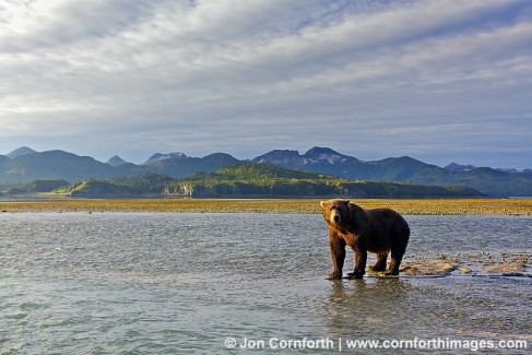 Kukak Brown Bear 31 Photo, Picture, Print | Cornforth Images