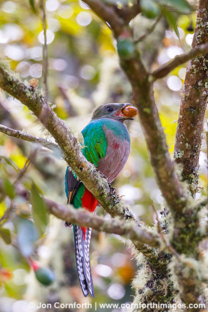 Resplendent Quetzal Female 5 Photo, Picture, Print | Cornforth Images