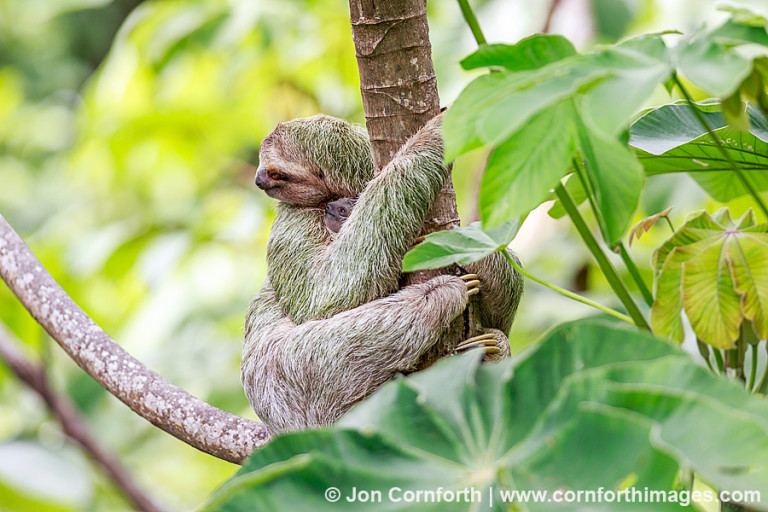 Three Toed Sloth Mother & Baby 4 Photo, Picture, Print | Cornforth Images
