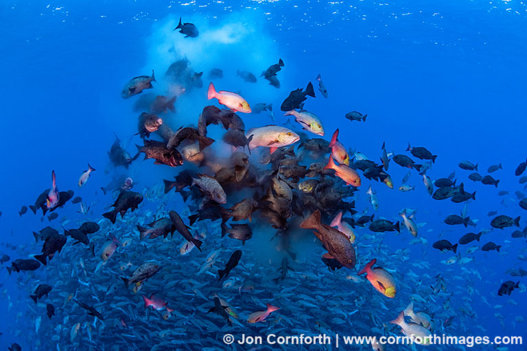 Red Snapper Spawning 1 Photo, Picture, Print | Cornforth Images