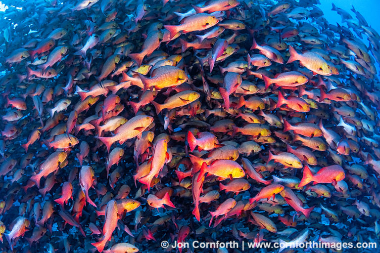 Red Snapper Spawning 4 Photo, Picture, Print | Cornforth Images