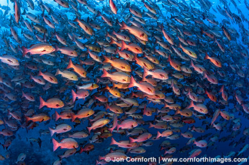Red Snapper Spawning 7 Photo, Picture, Print | Cornforth Images